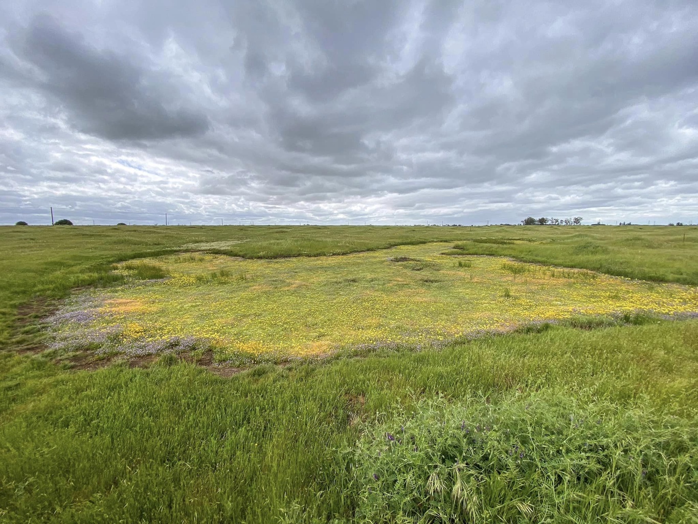 Phoenix Vernal Pools