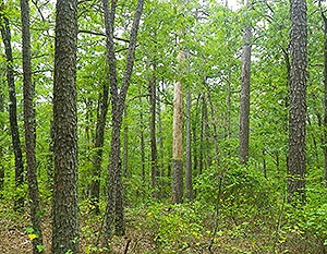Lake Winona Research Natural Area