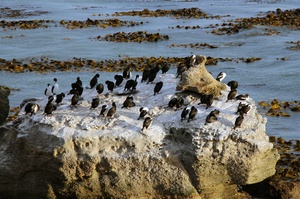 Shag Point (Matakaea)