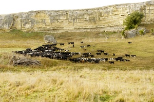 Anatini Fossil Place