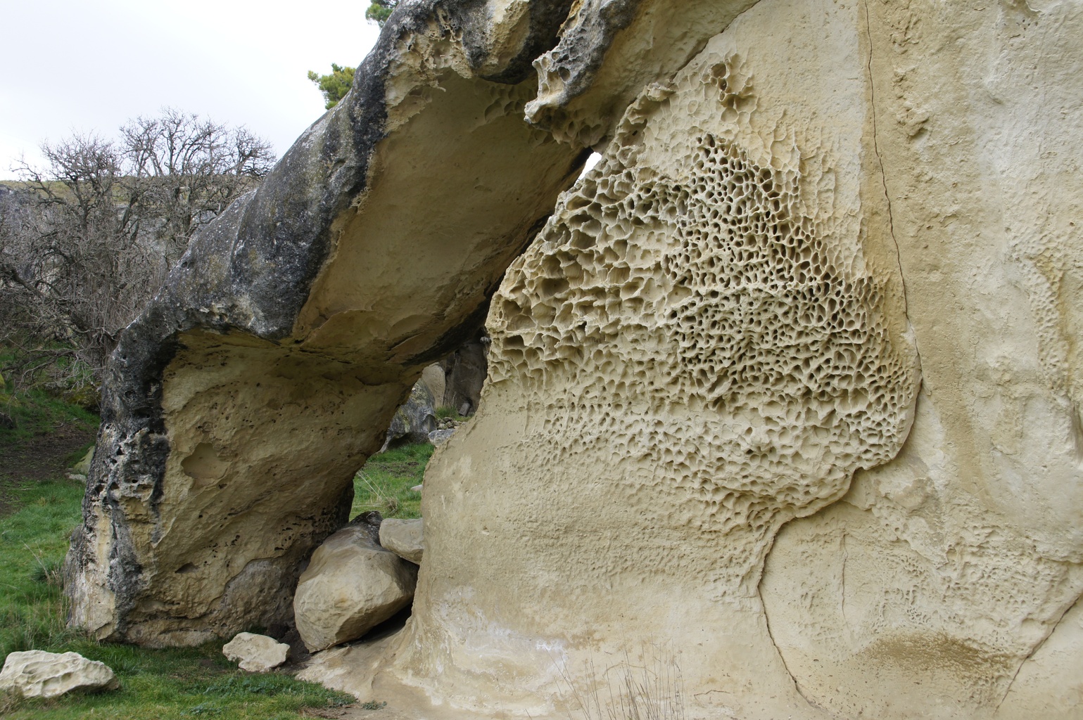 Anatini Fossil Place