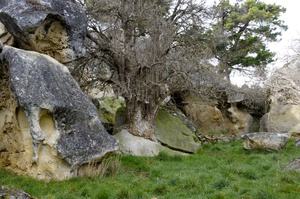 Anatini Fossil Place