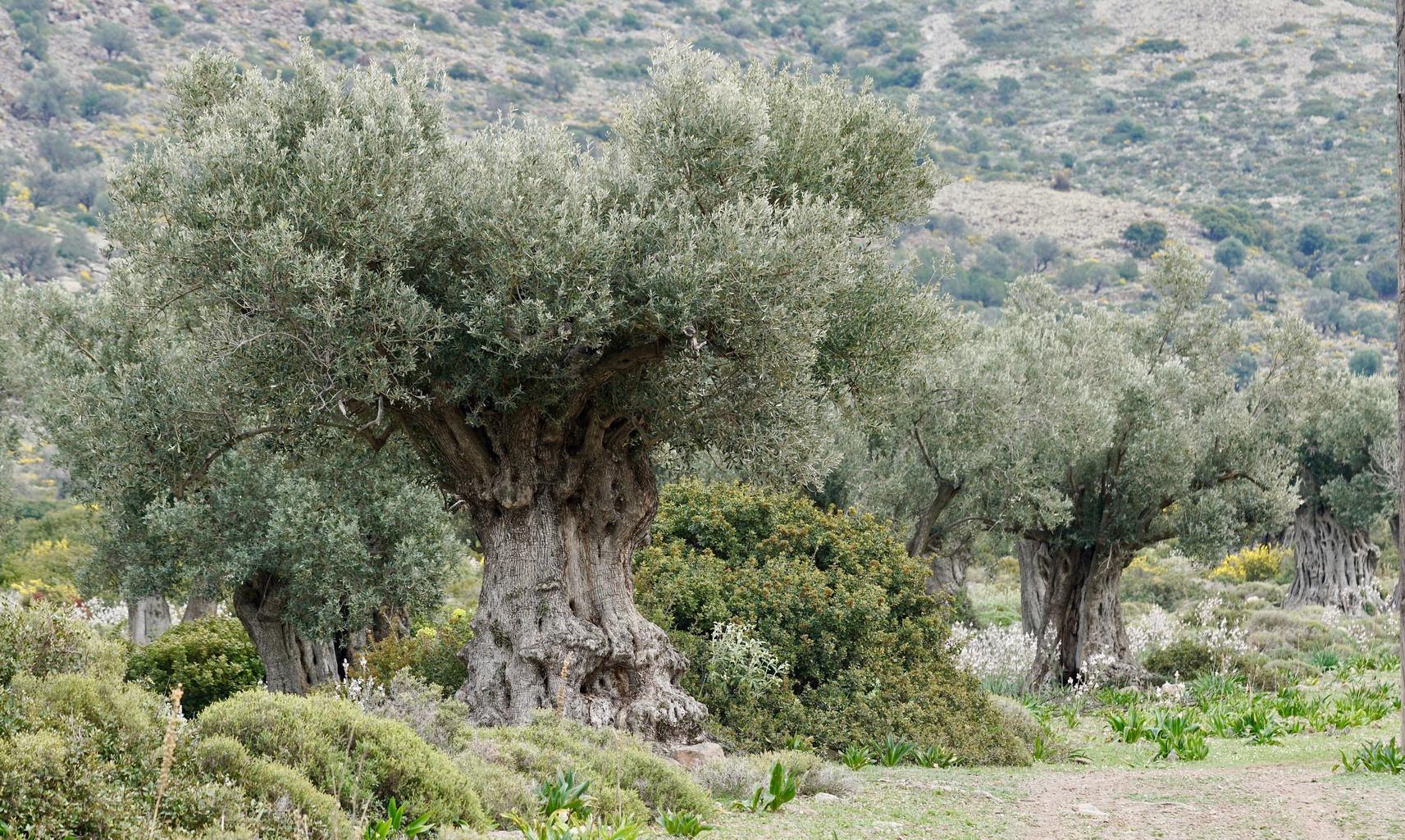 Ancient Olive Grove of Aegina