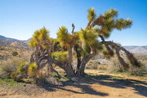 Walker Pass Campground