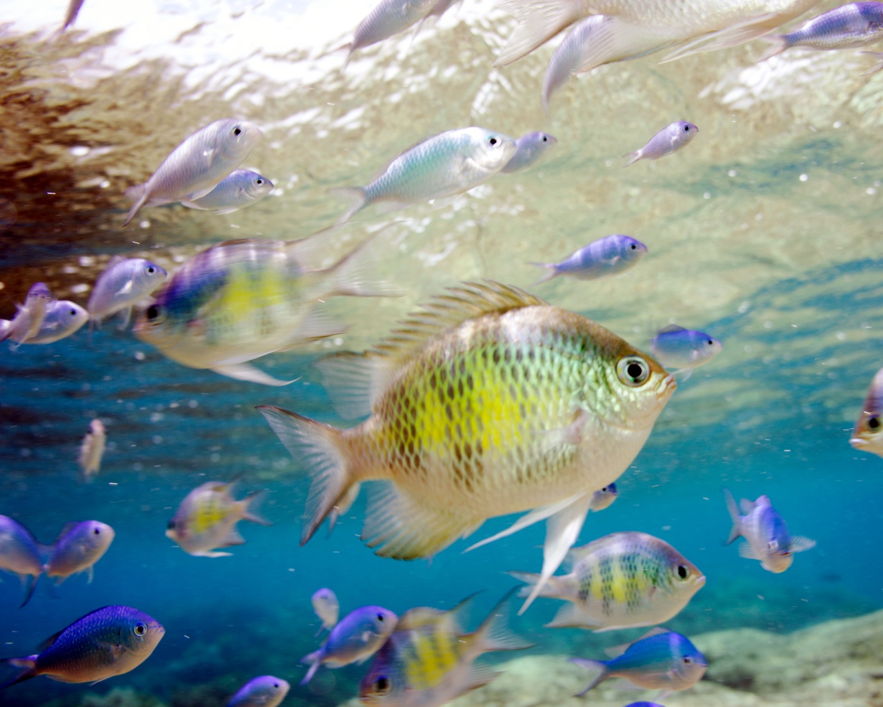 Piti Bomb Holes Marine Preserve