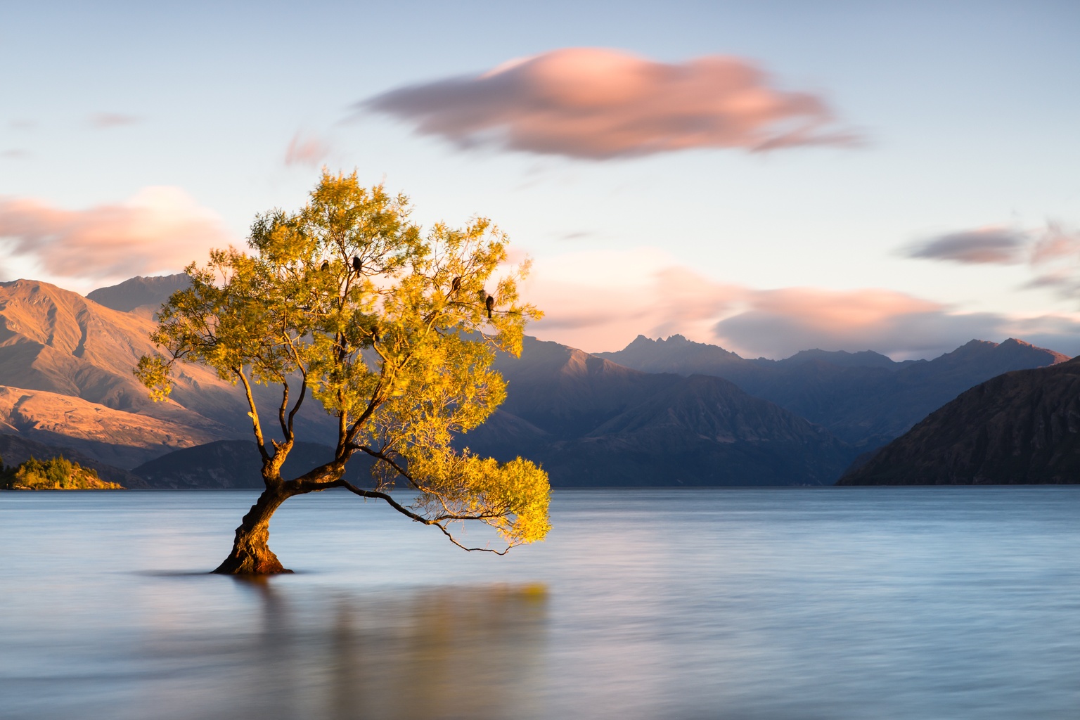 The Wanaka Tree