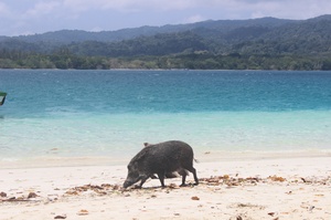 Peucang Island