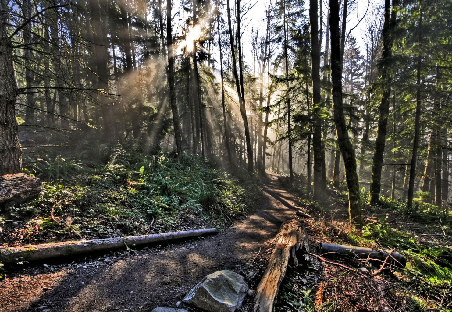 Tiger Mountain State Forest