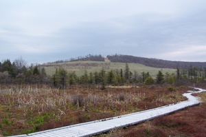 Cranesville Swamp Preserve