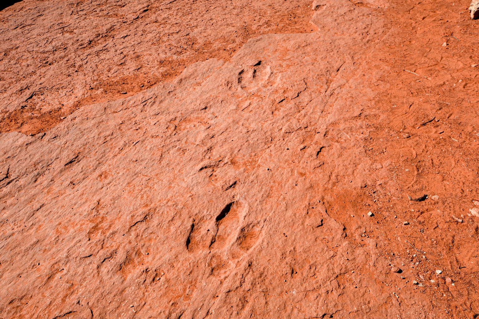 Warner Valley Dinosaur Track Site