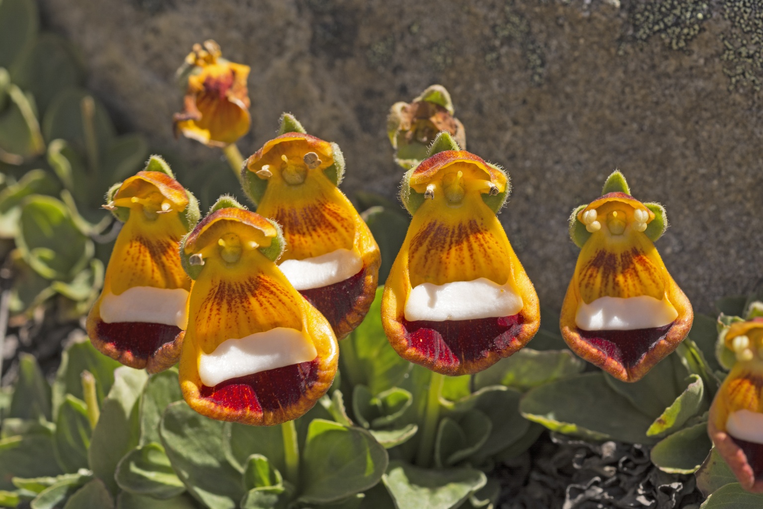 Calceolaria uniflora (Darwin's slipper)
