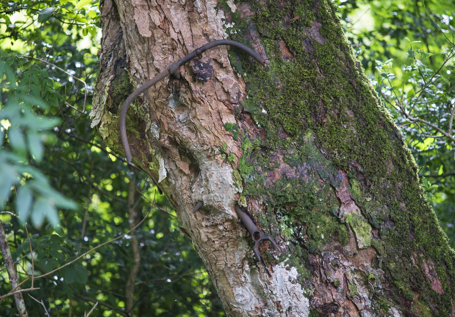 Trossachs Bicycle Tree