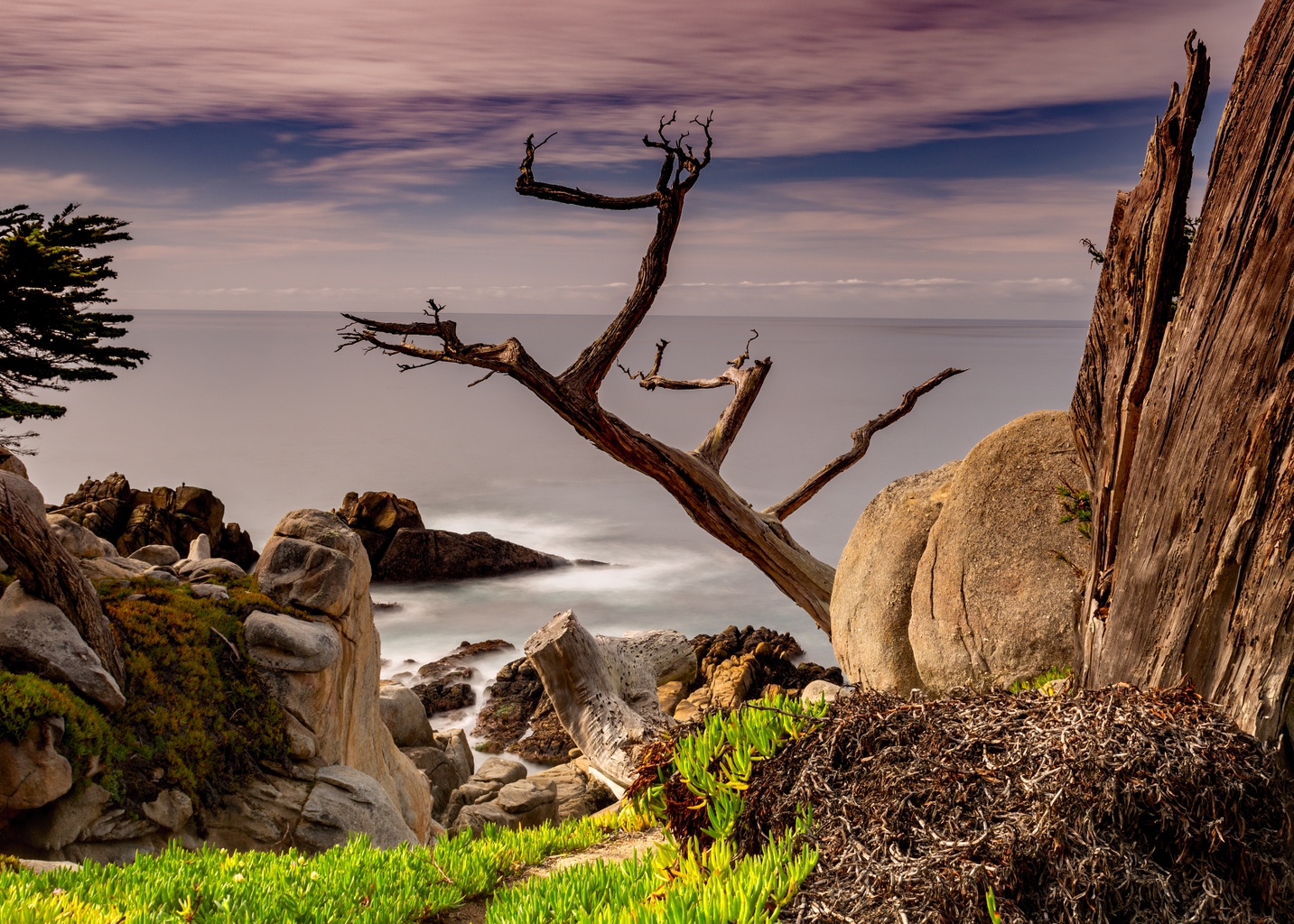 Ghost Trees at Pescadero Point