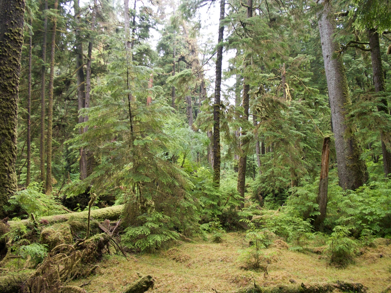 Lyell Island (Athlii Gwaii)