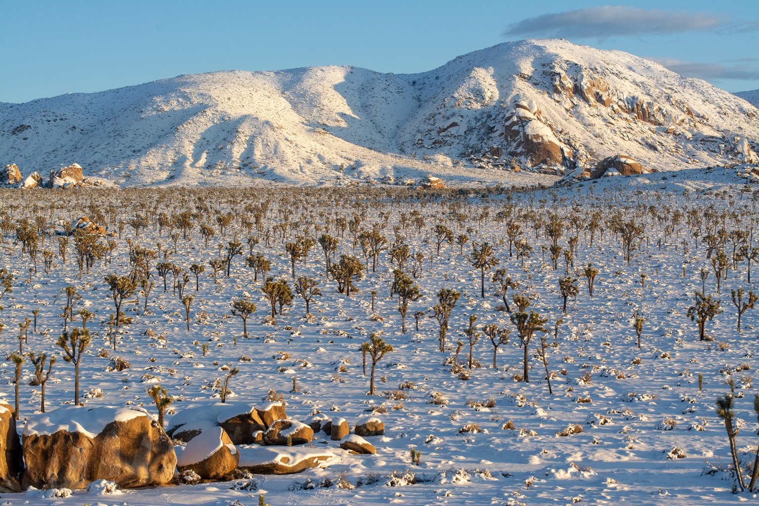 Snow in Joshua Tree National Park