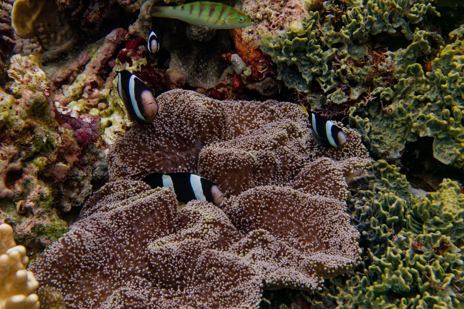 Pulau Misool Nature Reserve