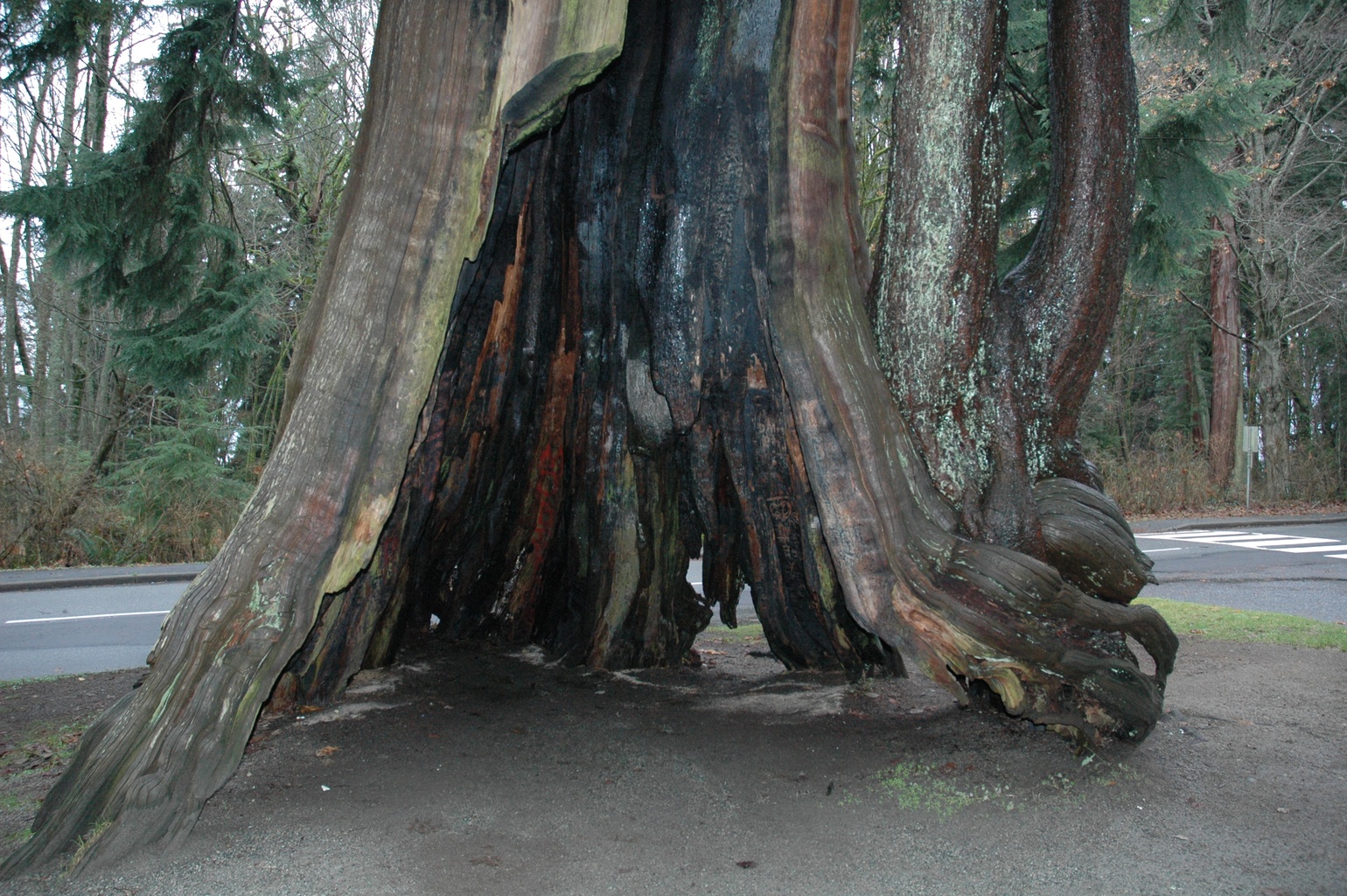 Hollow Tree