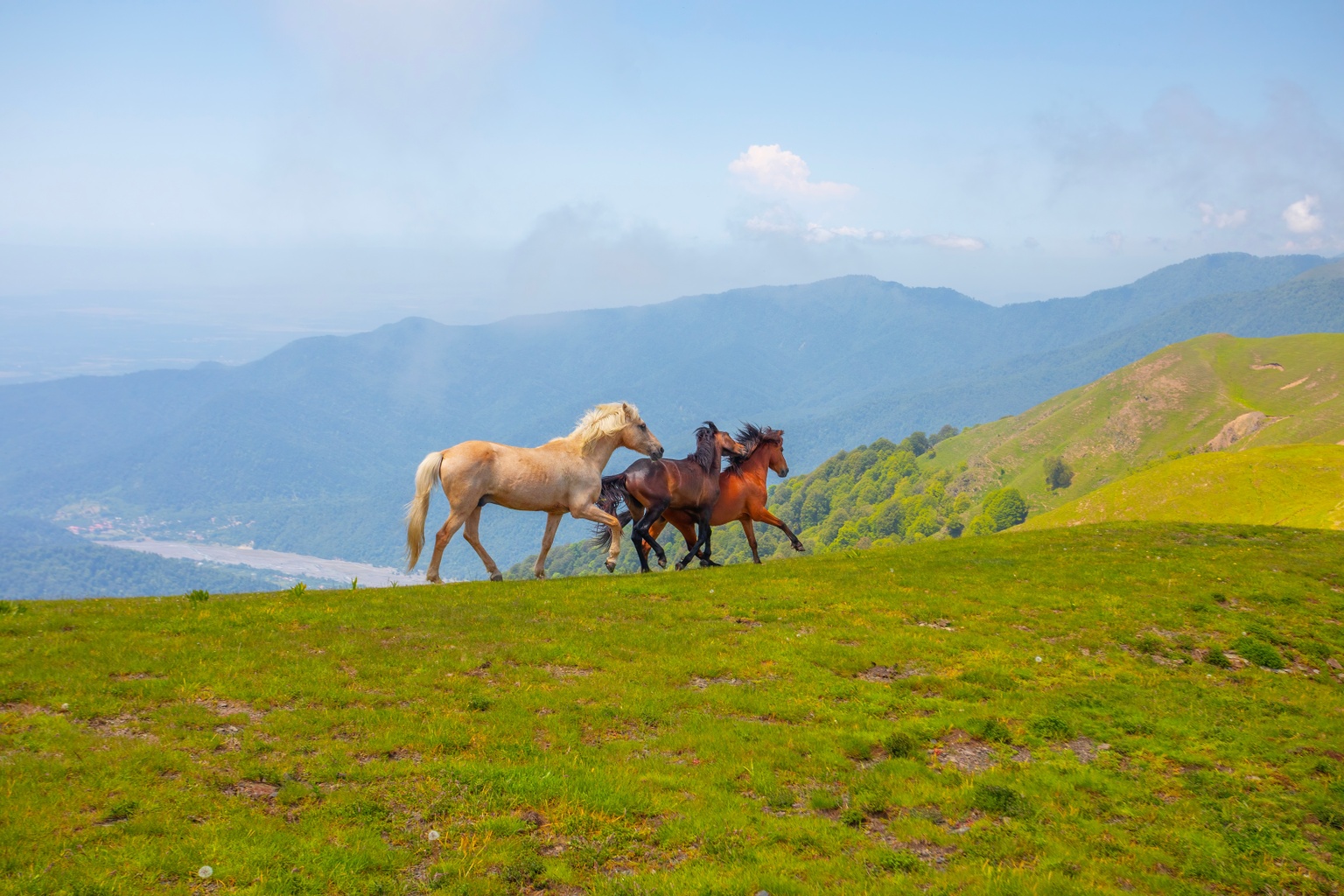 Zagatala State Reserve
