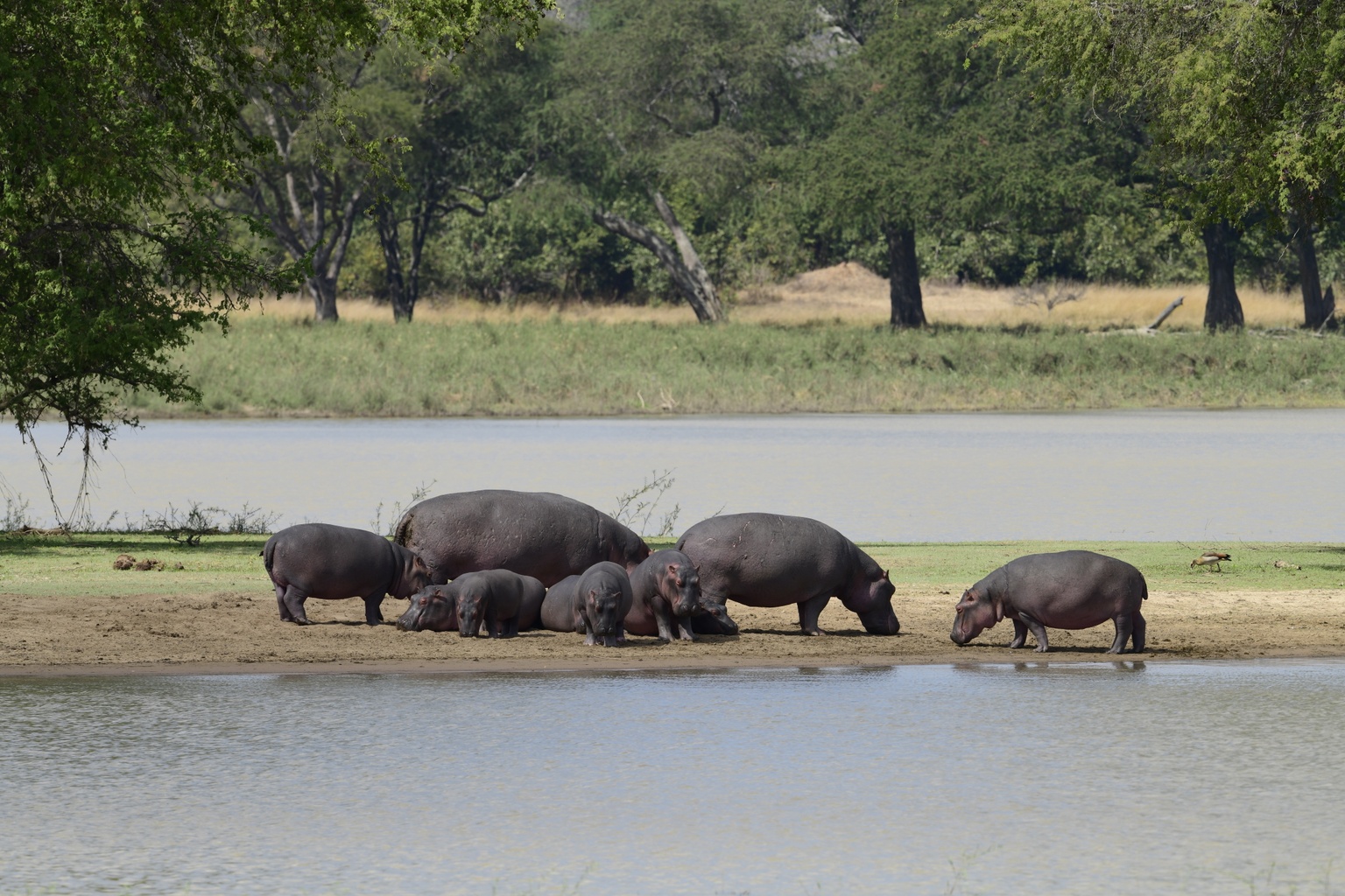Vwaza Marsh Game Reserve & Lake Kazuni