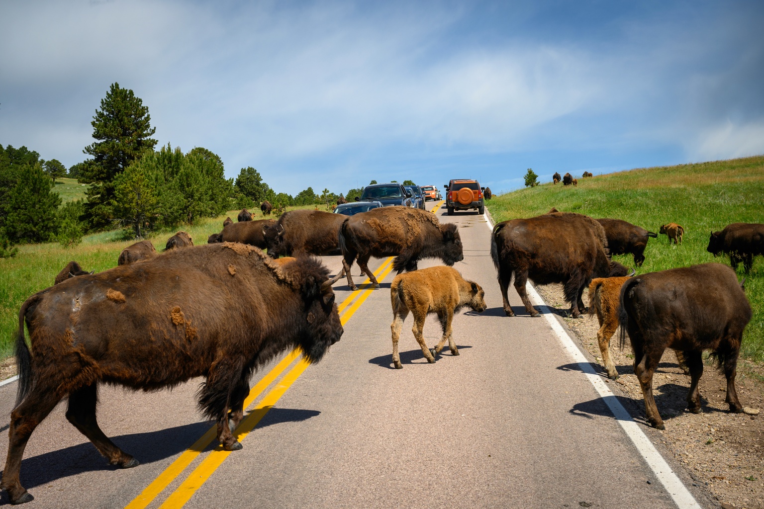 Wildlife Loop Road