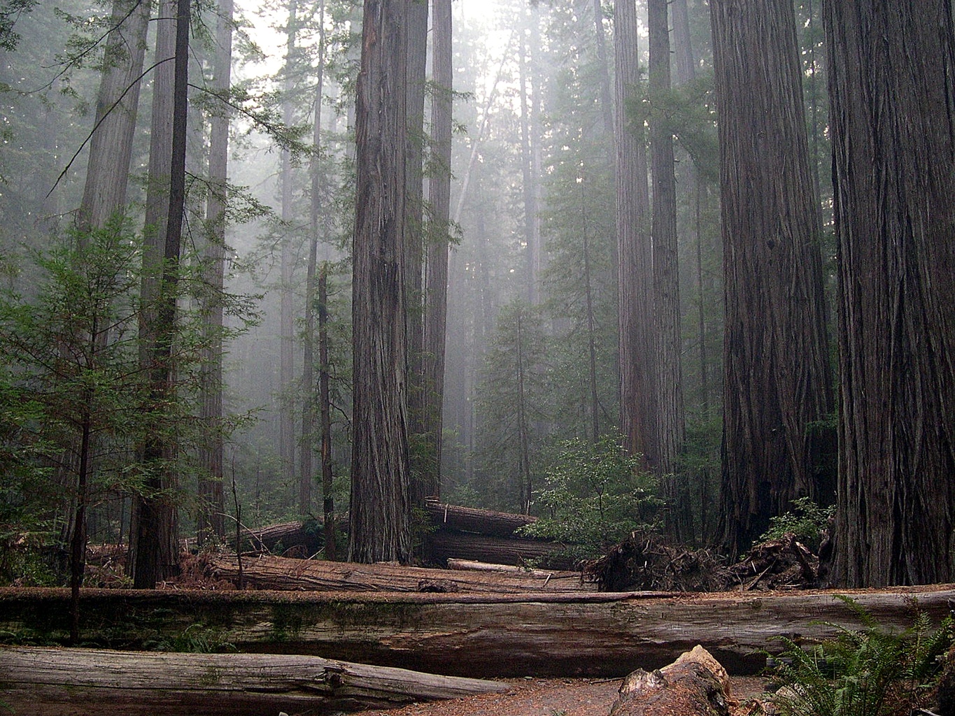 Rockefeller Forest Loop Trail