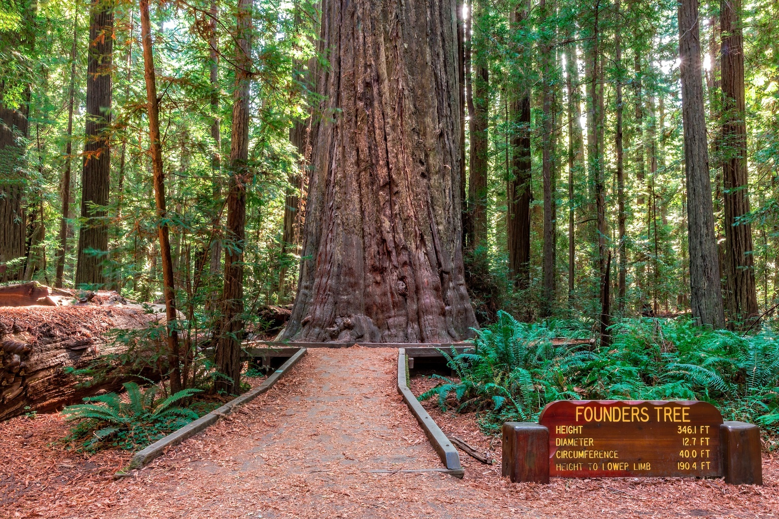 Founders Grove Loop Trail