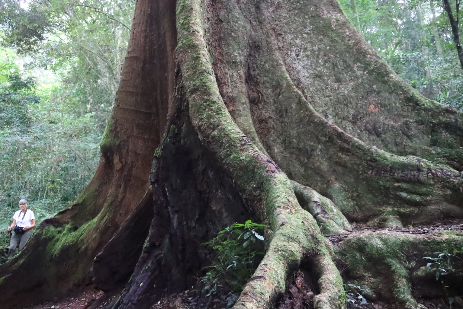 Big Tree in Chirinda Forest