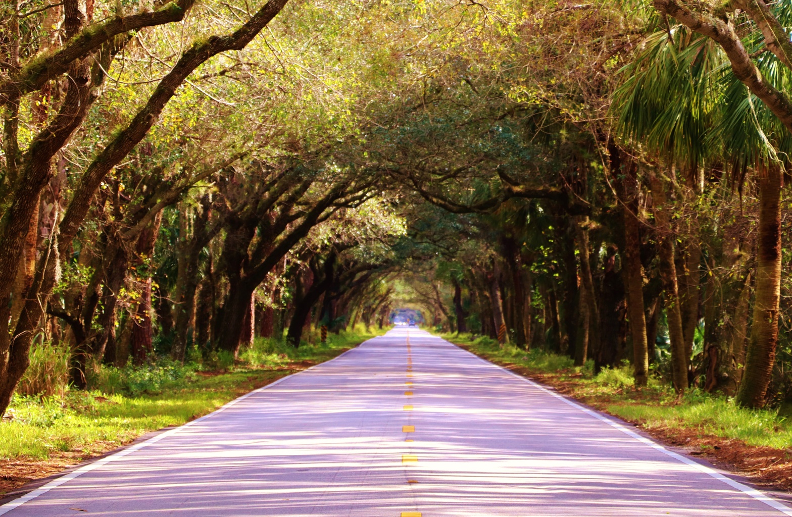 Banyan Tree Tunnel