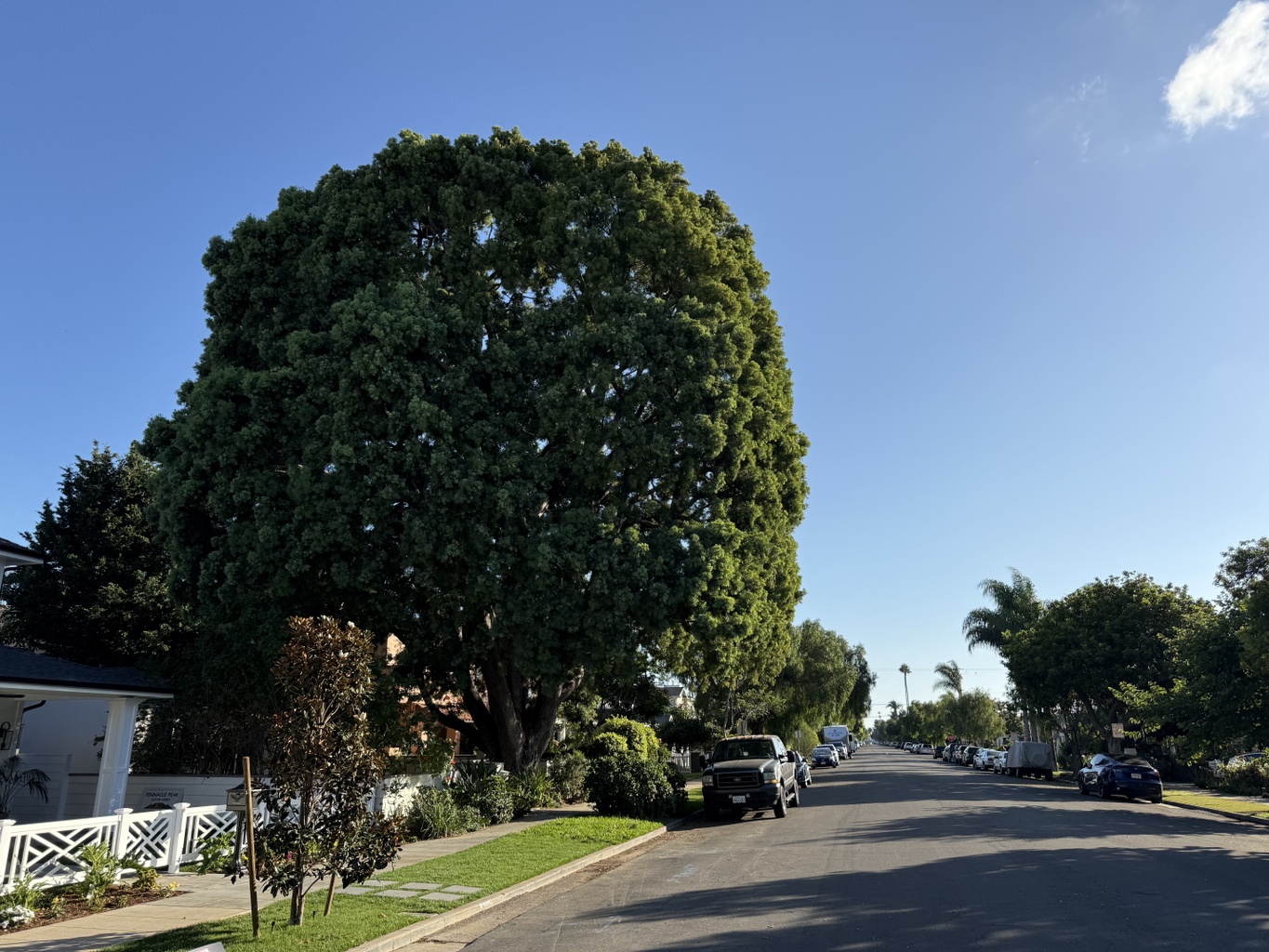 Fern Pine Tree (Heritage Tree #6)
