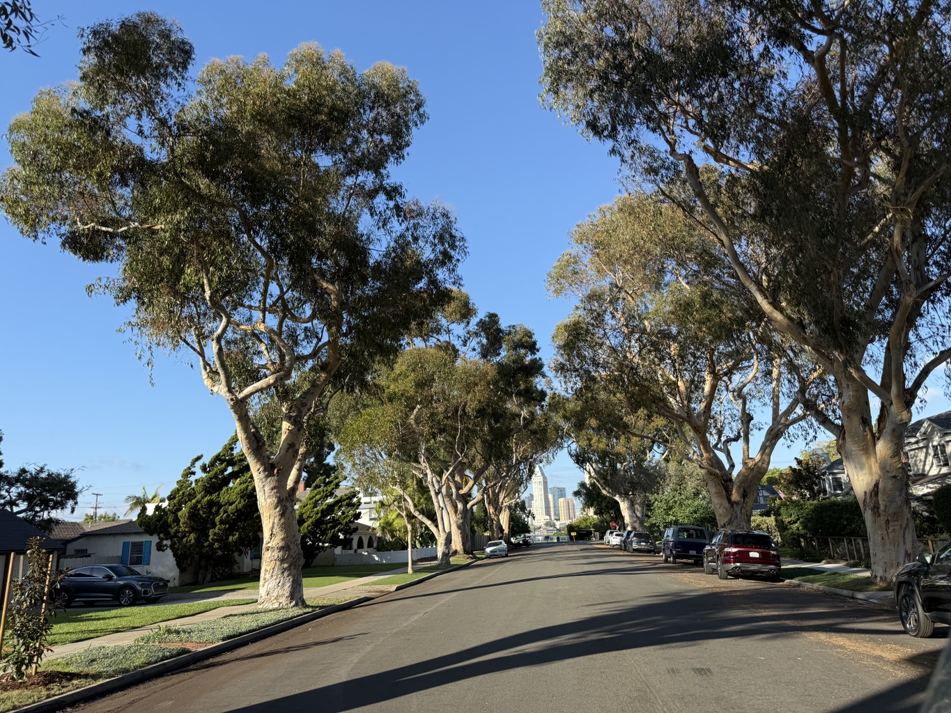 Sugar Gum Tree (Heritage Tree #10)