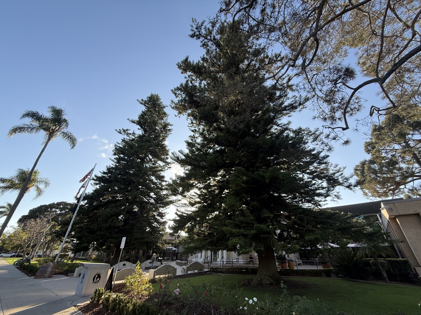Norfolk Island Pine Trees (Heritage Tree #12 & #13)