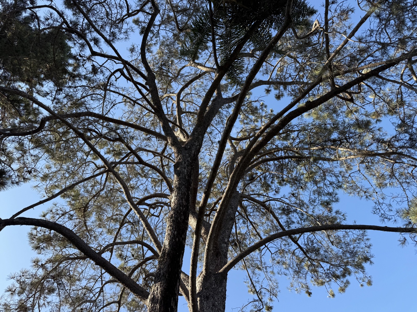 Torrey Pine Tree (Heritage Tree #2)