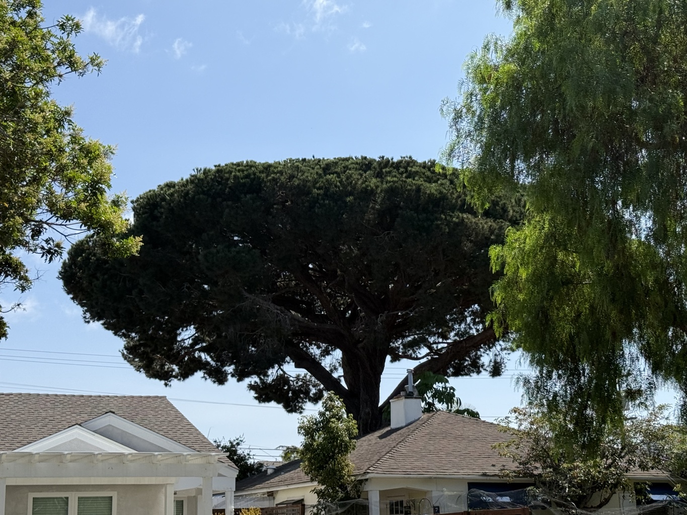 Italian Stone Pine Tree (Heritage Tree #7)