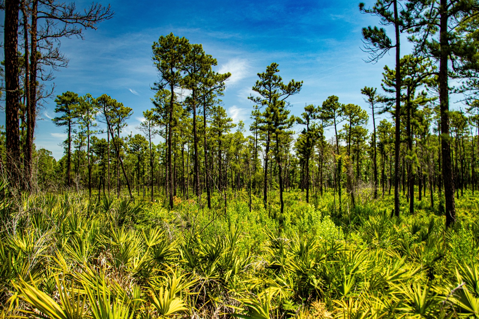 Ocala National Forest