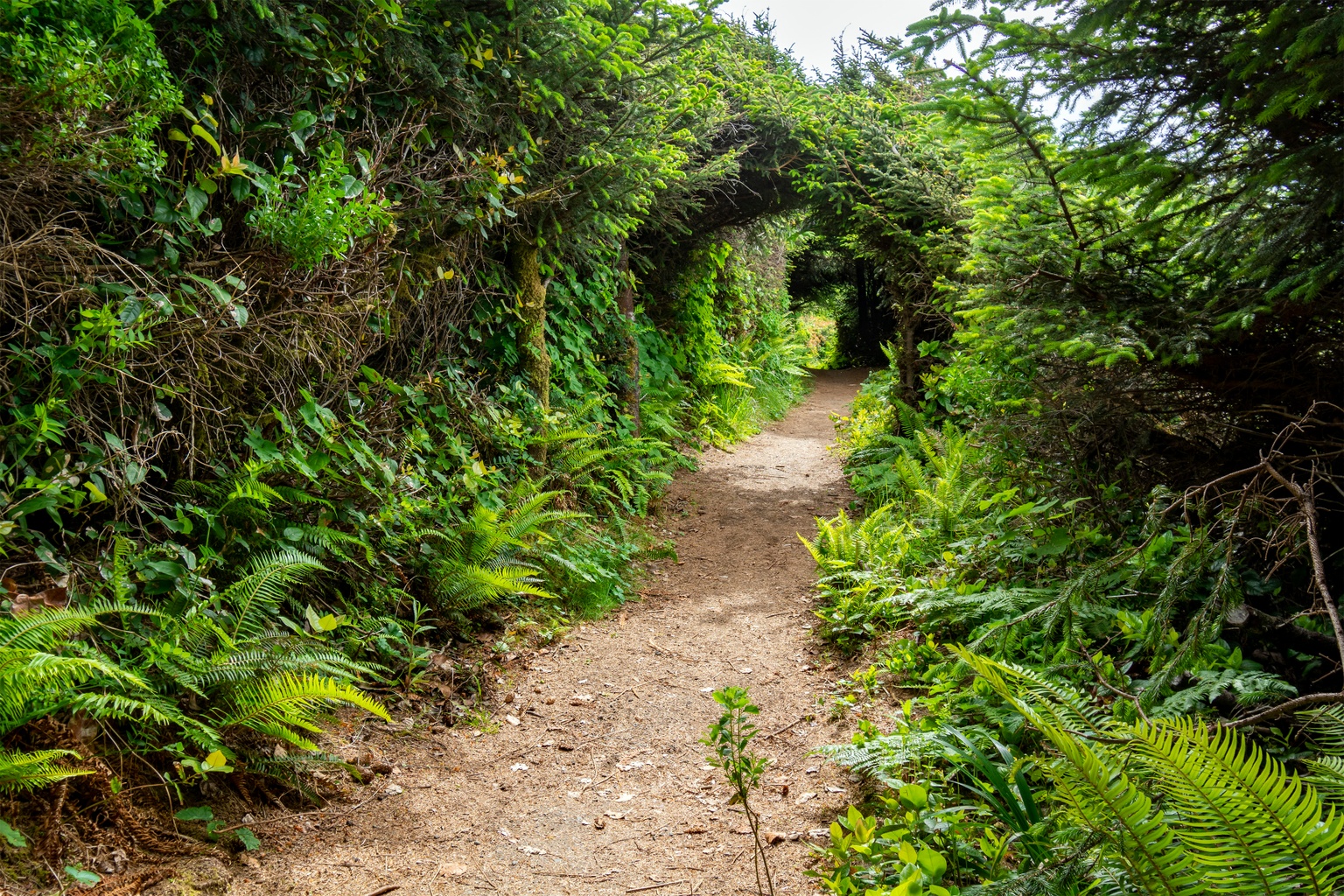 Cape Sebastian Trail
